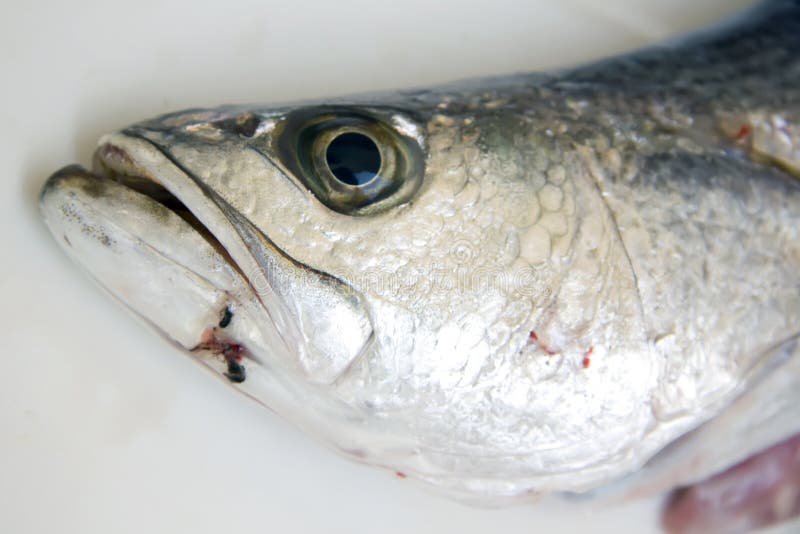 Fish face stock image. Image of freshness, piece, gourmet - 12892919