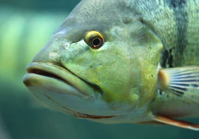 Fish Face Stock Photo - Image: 16096390