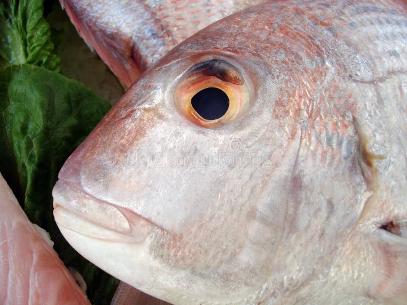 Fish Face Royalty Free Stock Images - Image: 4798519