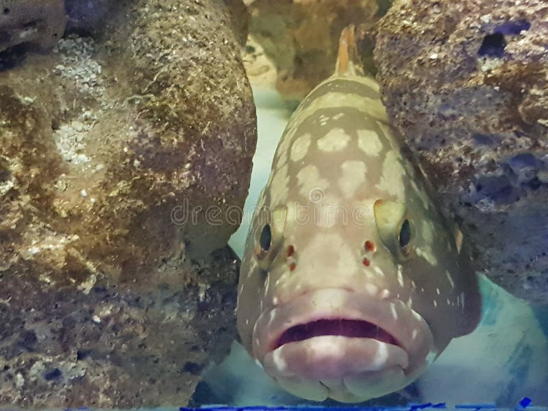 Fish face stock photo. Image of water, tank, aquarium - 123157032