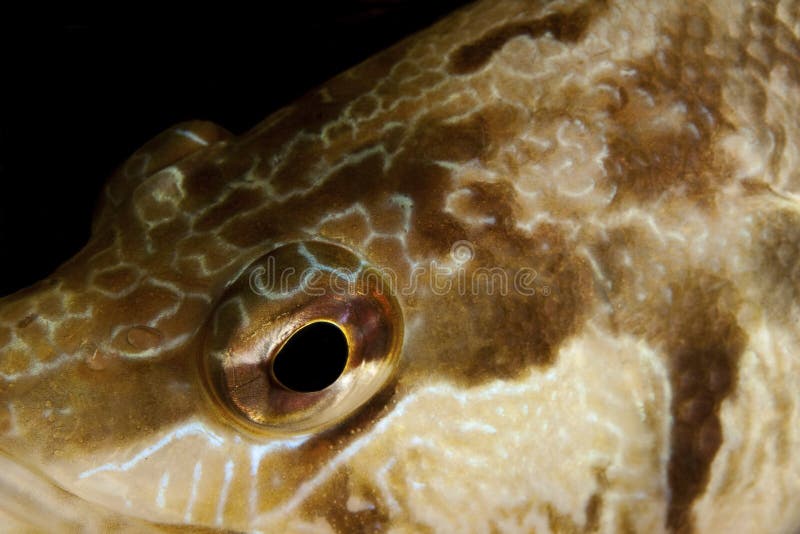 Fish Face Macro stock photo. Image of water, grouper - 11757416