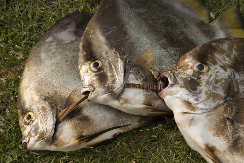 Fish Faces stock photo. Image of animal, fish, stringer - 1320658