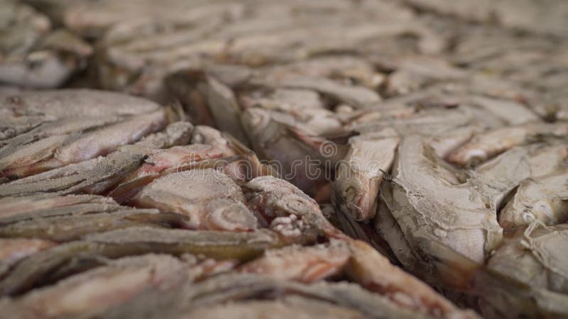 Fish Factory Sorting Packaging Frozen Fish Containers. Frozen Fish in ...
