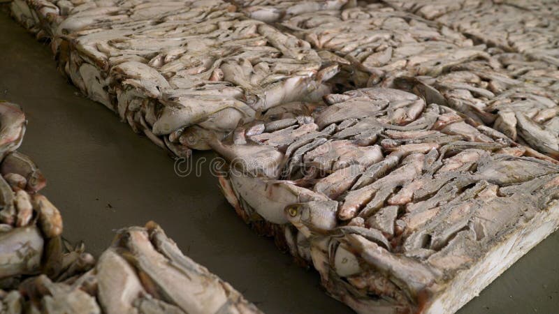 Fish Factory Sorting Packaging Frozen Fish Containers. Frozen Fish in ...
