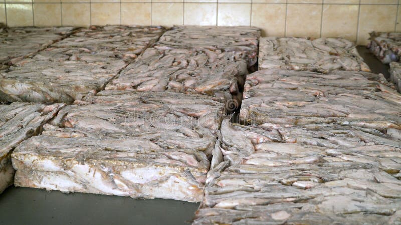 Fish Factory Sorting Packaging Frozen Fish Containers. Frozen Fish in ...