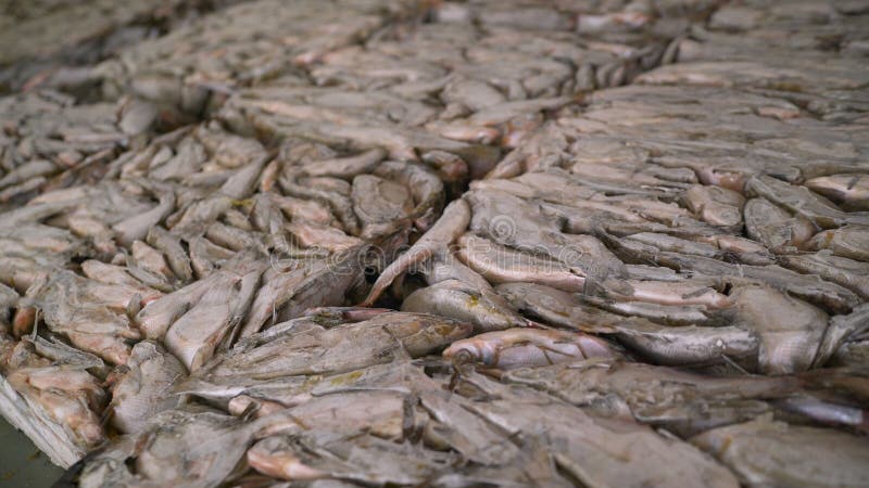 Fish Factory Sorting Packaging Frozen Fish Containers. Frozen Fish in ...
