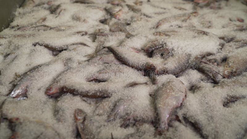 Fish Factory Sorting Packaging Frozen Fish Containers. Frozen Fish in ...