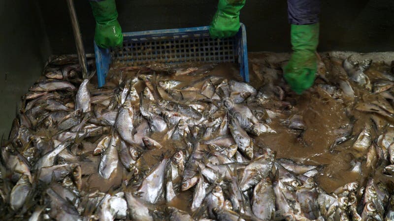 Salting Fish. the Process of Salting Fish in a Fish Factory. the ...
