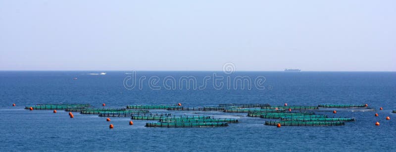 Fish Farm stock photo. Image of blue, farming, hatchery - 16171128