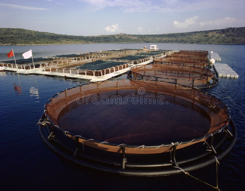 Fish farm stock image. Image of fishing, ethnicity, group - 19937959