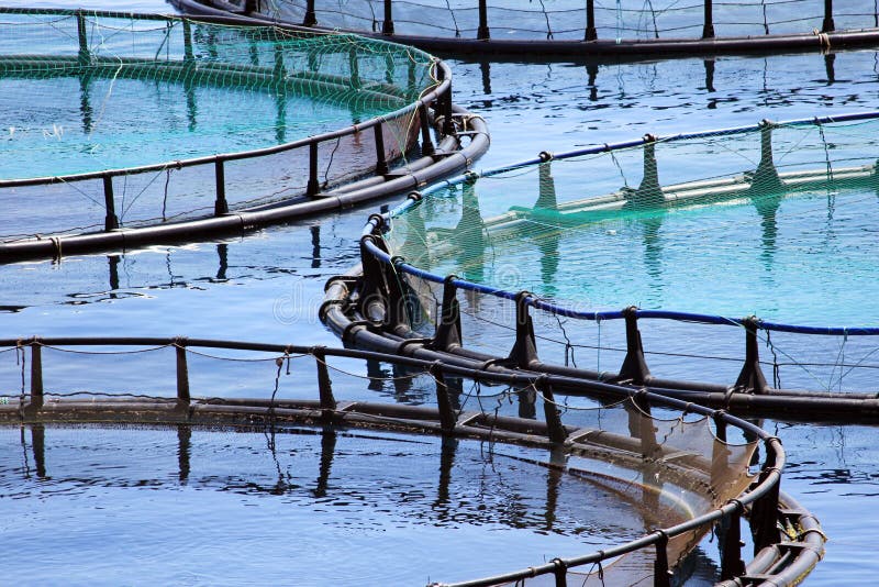 Fish farm stock image. Image of fish, greece, fresh, farming - 21386795