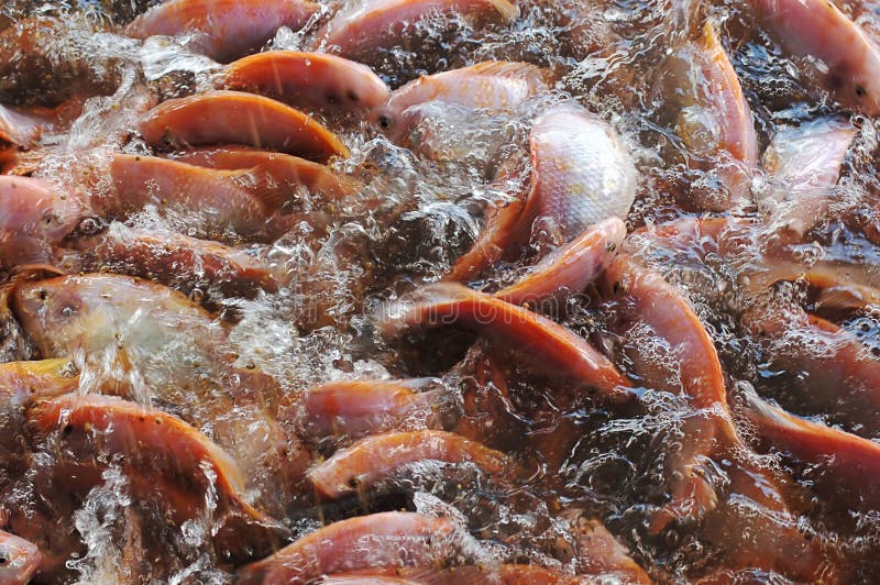 Billy Goat stock photo. Image of beard, nature, horns, sweet - 200814