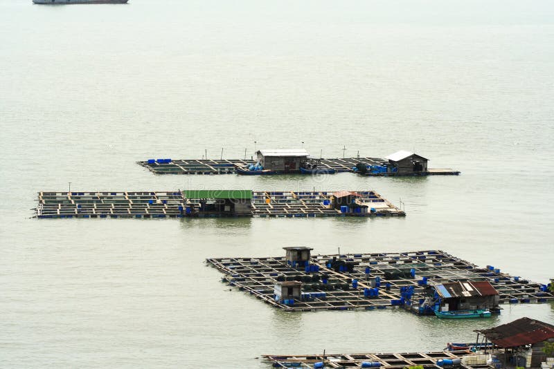 Fish Farm stock photo. Image of fish, fishery, product - 4963874