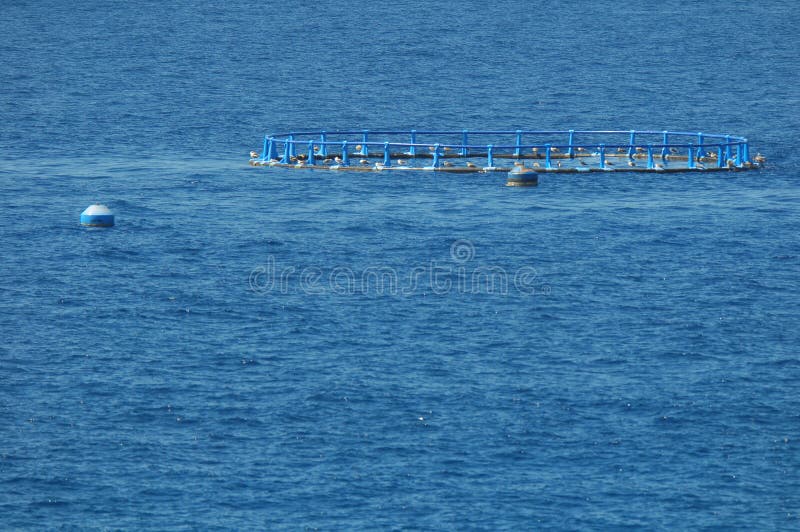 Fish Farm in the Atlantic Ocean Stock Image - Image of seafood, horizon ...