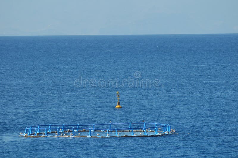 Fish Farm in the Atlantic Ocean Stock Photo - Image of food, produce ...