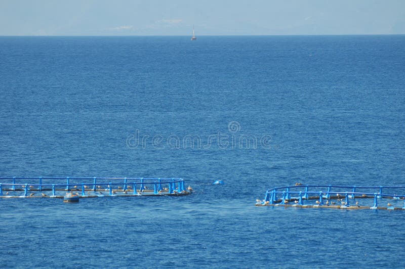 Fish Farm in the Atlantic Ocean Stock Photo - Image of water ...