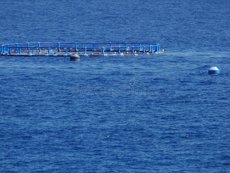 Fish Farm in the Atlantic Ocean Stock Image - Image of fishery ...