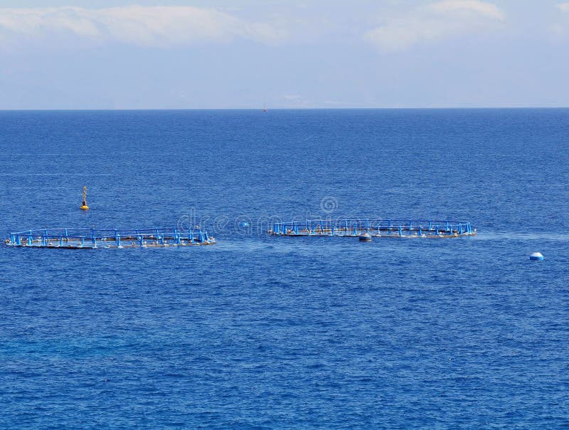 Fish Farm in the Atlantic Ocean Stock Photo - Image of food, produce ...
