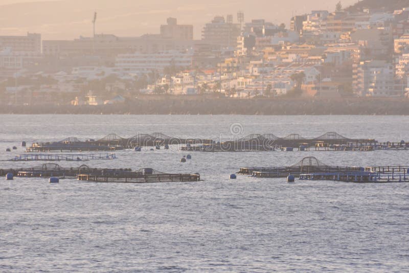 Fish Farm in the Atlantic Ocean Stock Image - Image of blue, produce ...