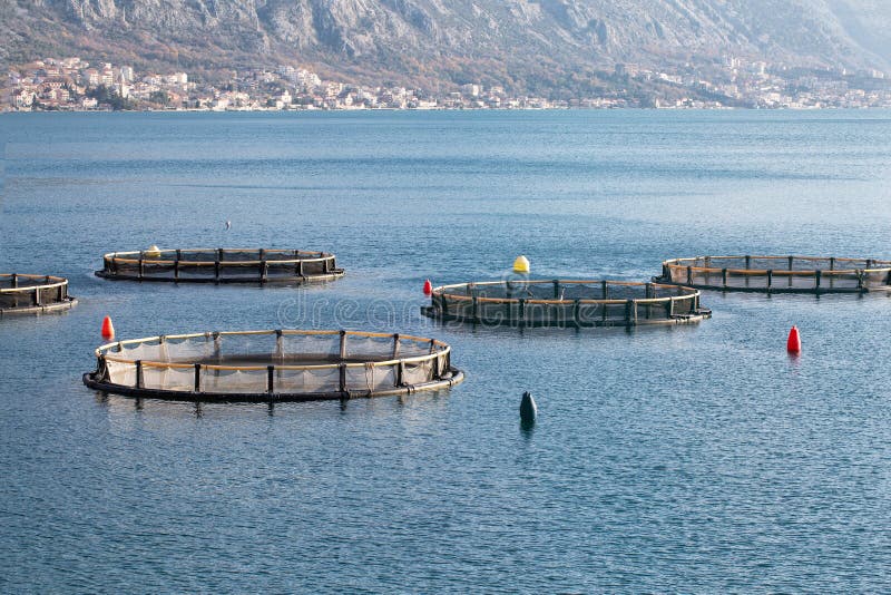 Fish farm stock photo. Image of food, prawn, farm, commercial - 139066126