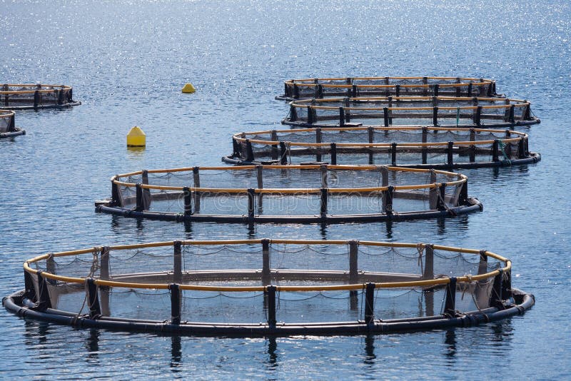 Fish Farm in the Bay of Kotor Stock Image - Image of adriatic, aquatic ...