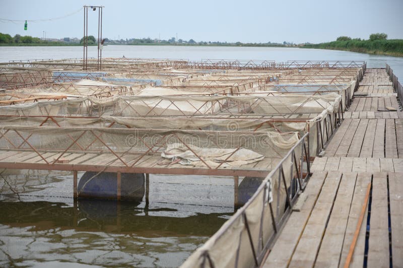 Fish Farm for Breeding Sturgeon. Outdoors Farm for Industrial Breeding ...