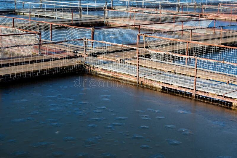 Fish Farm for Brooding Sturgeons in Astrakhan, Russia Stock Image ...