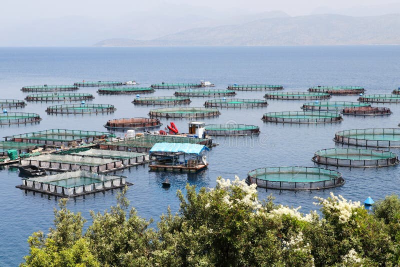 Fish Farm With Cages Floating In The Greek Sea Stock Image - Image of ...