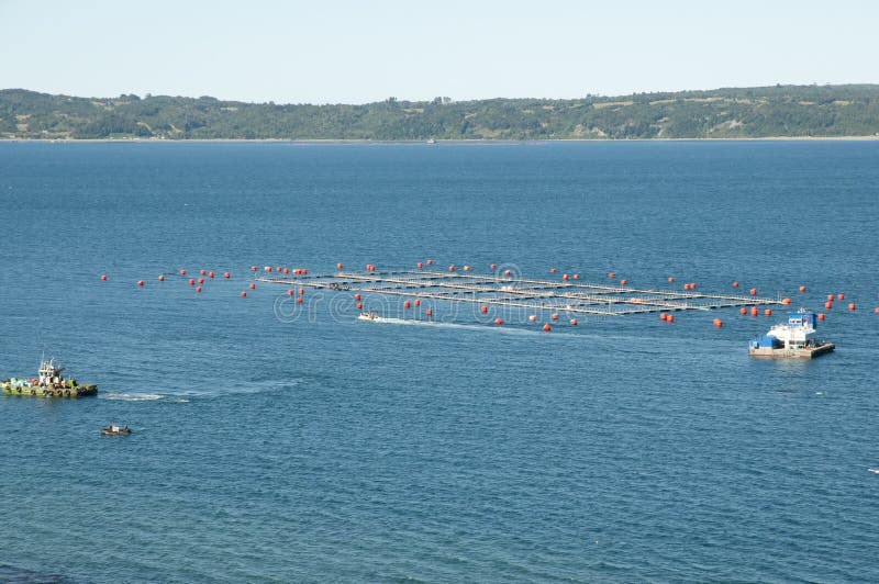 Fish Farm - Chiloe Island - Chile Stock Image - Image of chiloe, fish ...
