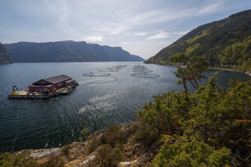 Fish farm on a fjord stock photo. Image of clue, cage - 96635688