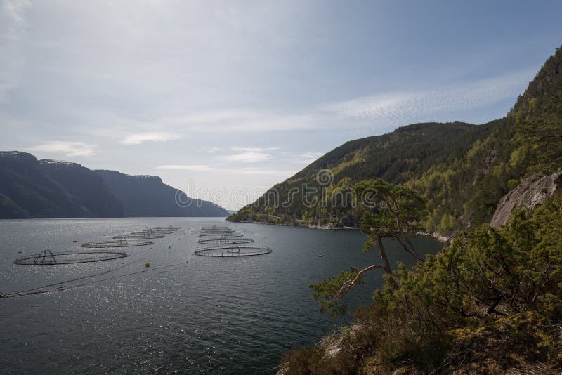 Fish farm on a fjord stock photo. Image of coast, marine - 96635934