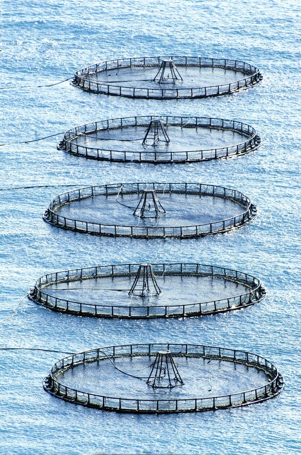 Fish farm stock image. Image of raise, fish, seafood - 66749955