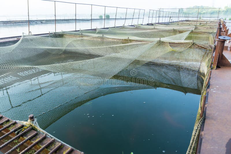 Fish farm on the lake stock photo. Image of aquatic, fish - 99583576