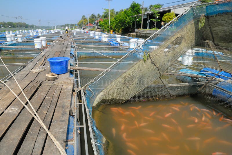 Fish Farm Located on the River Stock Image - Image of forest, plant ...