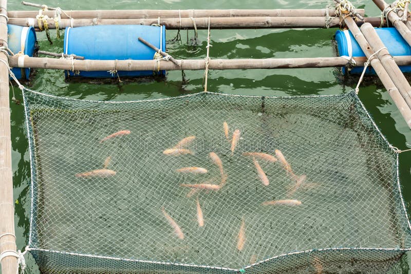Natural Fish Farm Located in Thai Country Stock Photo - Image of ...