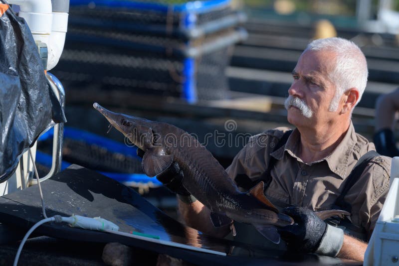 Fish farm older worker stock image. Image of sturgeon - 128022723
