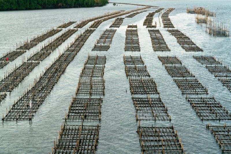 Fish Farm at Pak Nam Chanthaburi. Stock Photo - Image of grou ...