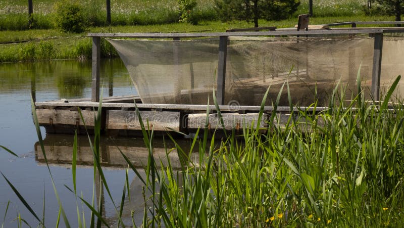 Fish Farm in the Pond. Aquaculture in the Open Air Stock Image - Image ...