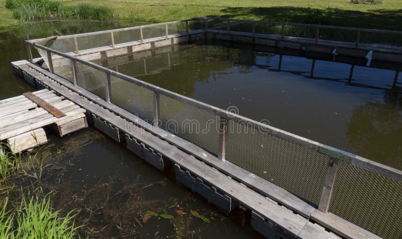 Fish Farm in the Pond. Aquaculture in the Open Air. Stock Photo - Image ...