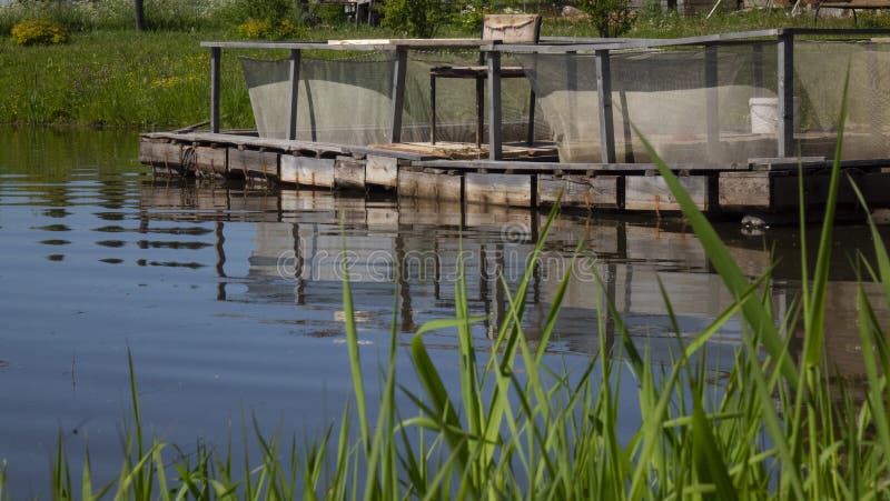 Fish Farm in the Pond. Aquaculture in the Open Air Stock Photo - Image ...