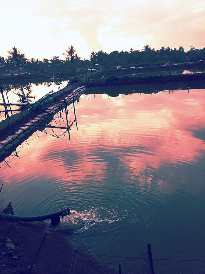 Fish Farm Ponds stock image. Image of farm, ponds, fish - 221410471