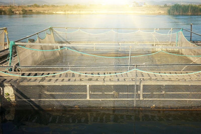 Fish farm on the river . stock photo. Image of beauty - 119708420