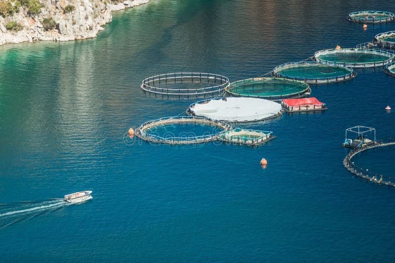 Fish farm in the sea stock image. Image of fresh, coast - 83791065
