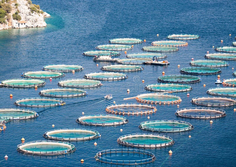 Fish farm in the sea stock image. Image of catch, aquaculture - 83820595