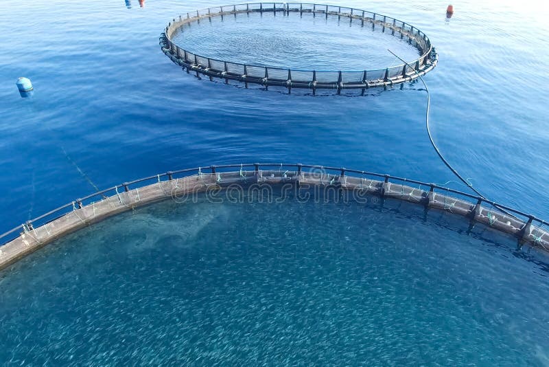 Fish Farm in Coastal Waters. Rectangular Cages Stock Photo - Image of ...