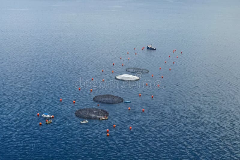 Fish Farm at Sea. Top View of Fish Farm Stock Image - Image of food ...