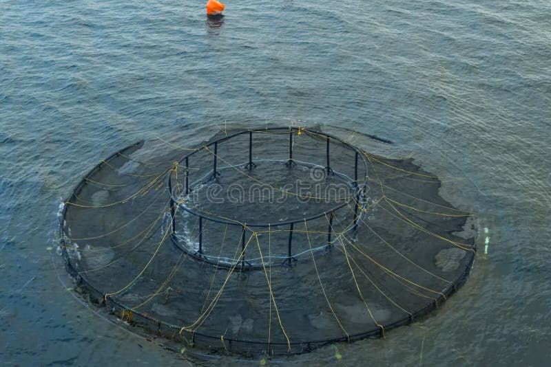 Fish Farm at Sea. Top View of Fish Farm Stock Image - Image of fresh ...