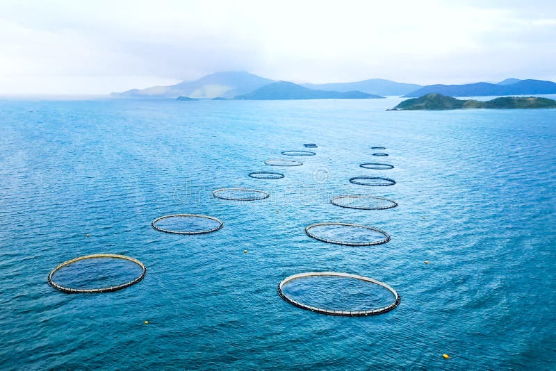 Fish Farm at Sea. Top View of Fish Farm Stock Photo - Image of view ...