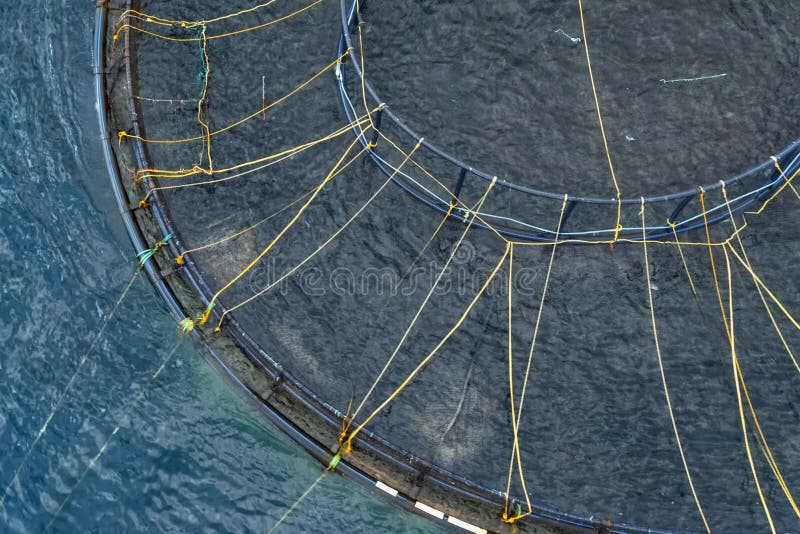 Fish Farm at Sea. Top View of Fish Farm Stock Photo - Image of ...