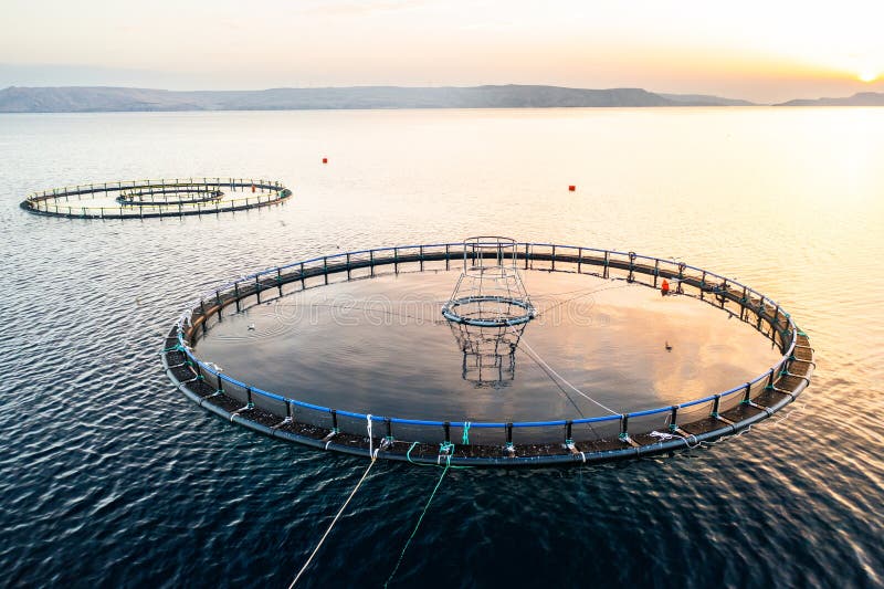 Fish Farm Structures Floating on Still Water at Sunset in a Serene Lake ...